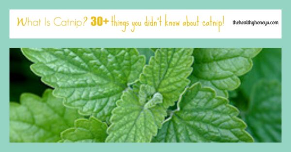 What is Catnip? 30+ Things you didn't know about catnip!